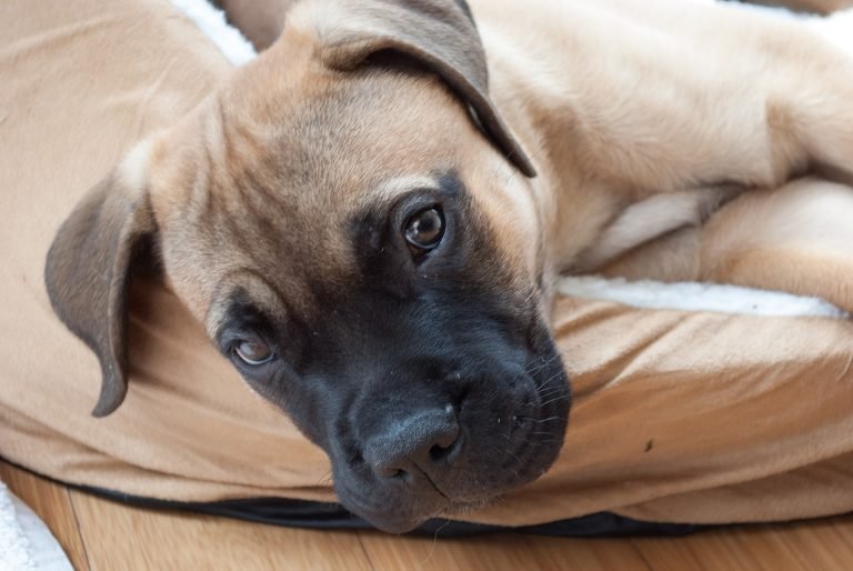 Facts About Mastiff Dog Breed: Personality, Caring And Health Concerns ...