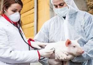 List Of Pig Diseases And Treatment - FarmPally.com
