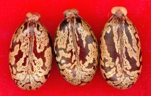 Castor Seed (Ricinus Communis) Germination - FarmPally.com