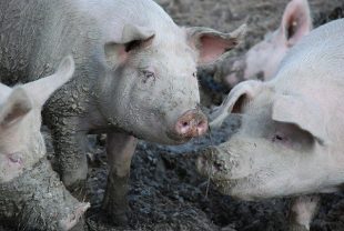 Common Internal And External Parasites In Pigs - FarmPally.com