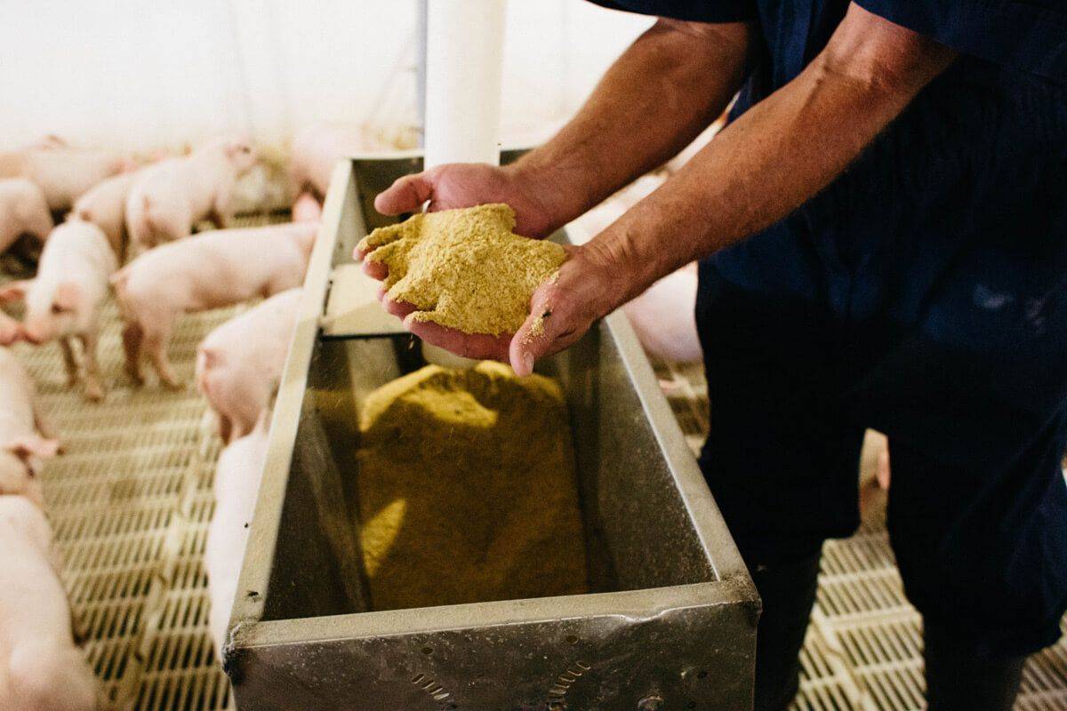 How To Feed Pigs - The Pig Feeding Guide - FarmPally.com