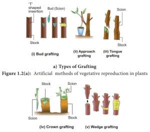 Artificial Vegetative Propagation Methods - FarmPally.com