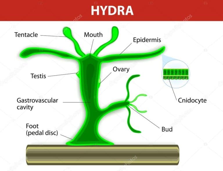 Structure Of Hydra - Parts And Functions - FarmPally.com