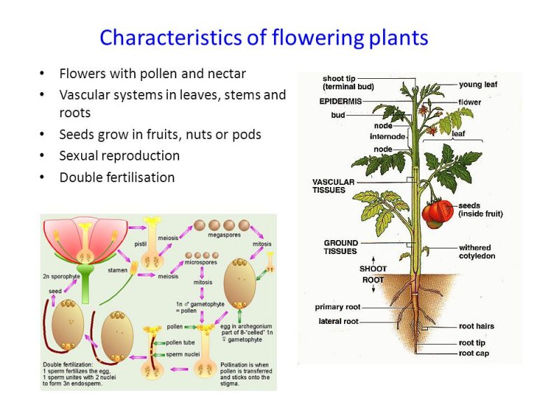 Flowering Plants Characteristics And Classes - FarmPally.com