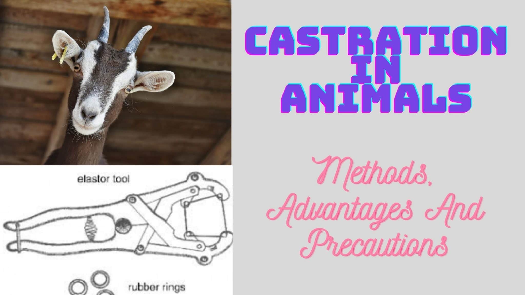 Castration In Farm Animals - Methods & Importance - FarmPally.com