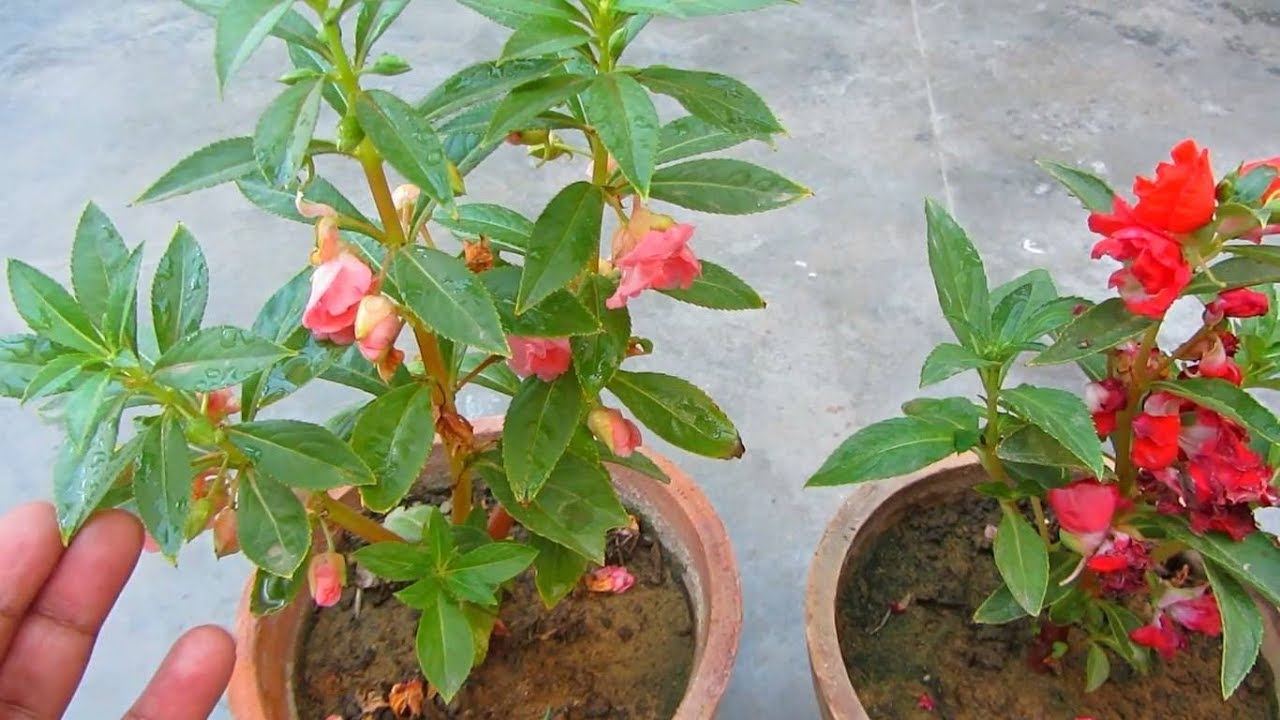 Balsam (Impatiens Balsamina) Plant System - FarmPally.com