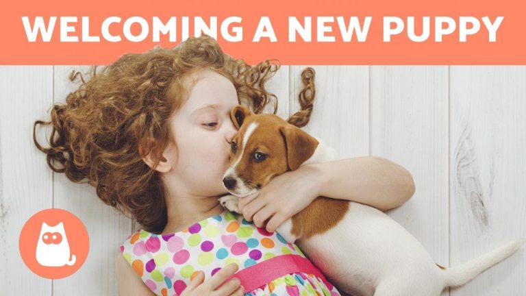Puppy Preparation: How To Get Yourself Ready For You New Puppy ...