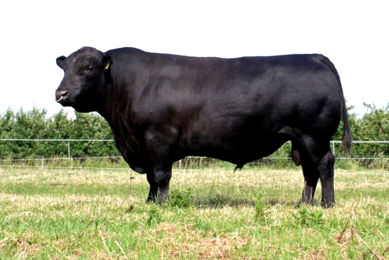 Advantages And Disadvantages Of Angus Cattle Breed - FarmPally.com