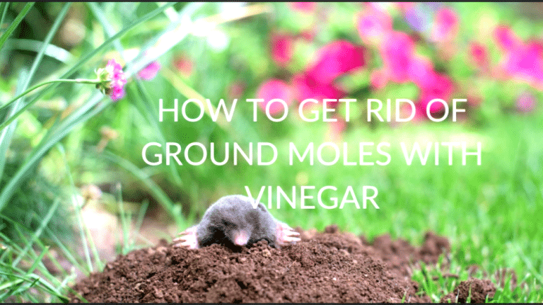 How To Get Rid Of Ground Moles With Vinegar (Home Remedy) - FarmPally.com