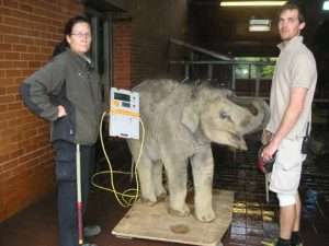 Average Weight Of Elephants In Tons, Pounds, And Kg - FarmPally.com