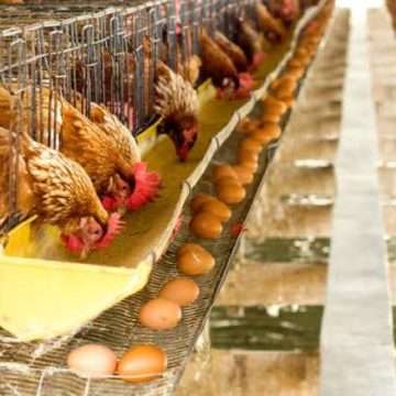 How To Make Broiler Starter And Finisher Feed - FarmPally.com