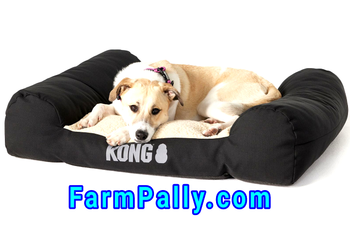 Kong Dog Bed: Is It Durable, Chew-proof & Water-proof - FarmPally.com