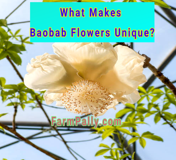 What Makes Baobab Flowers Unique - FarmPally.com